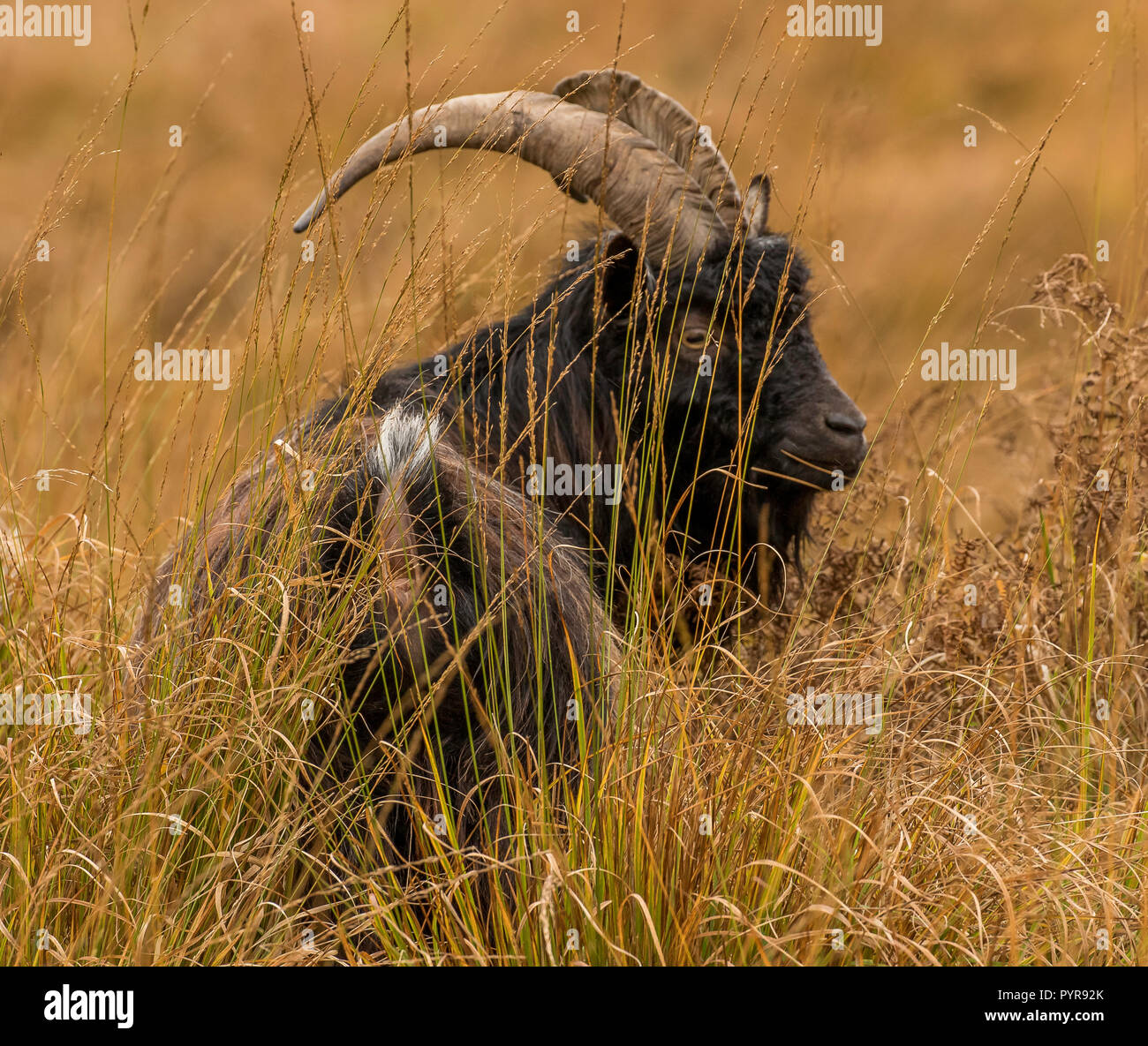 Galloway forest park and goat hi-res stock photography and images - Alamy