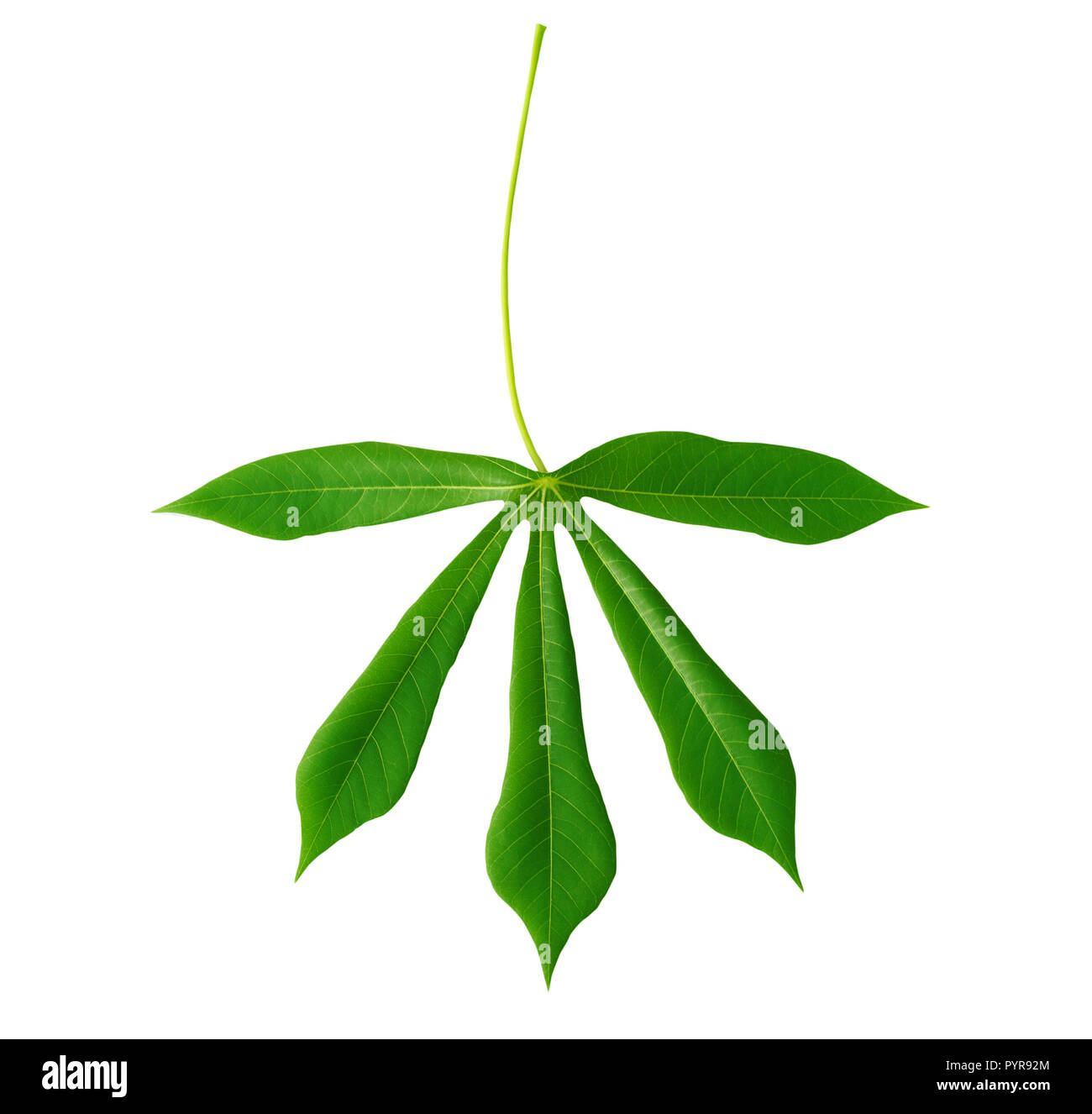 Cassava leaf hi-res stock photography and images - Alamy