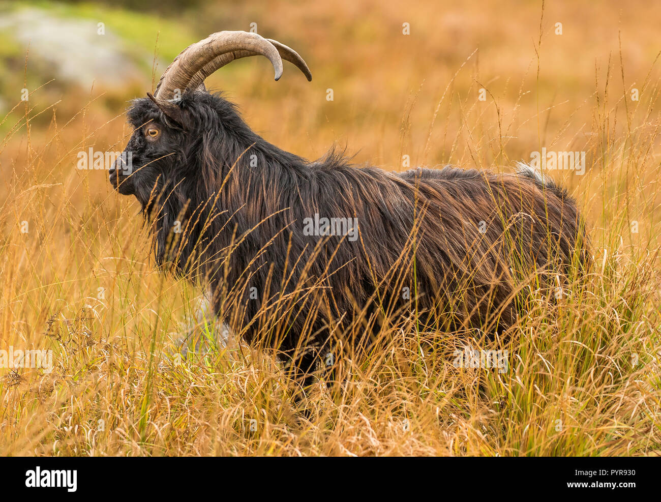 Capra hirus hi-res stock photography and images - Alamy