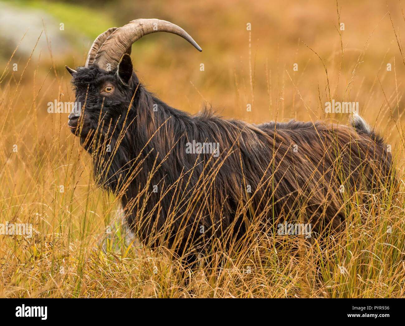 Galloway forest park and goat hi-res stock photography and images - Alamy