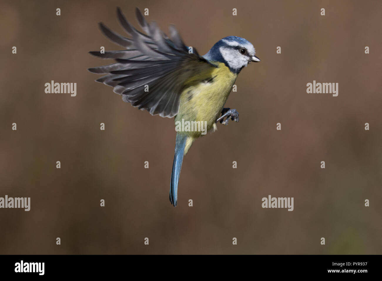 Blue tit in flight Stock Photo - Alamy