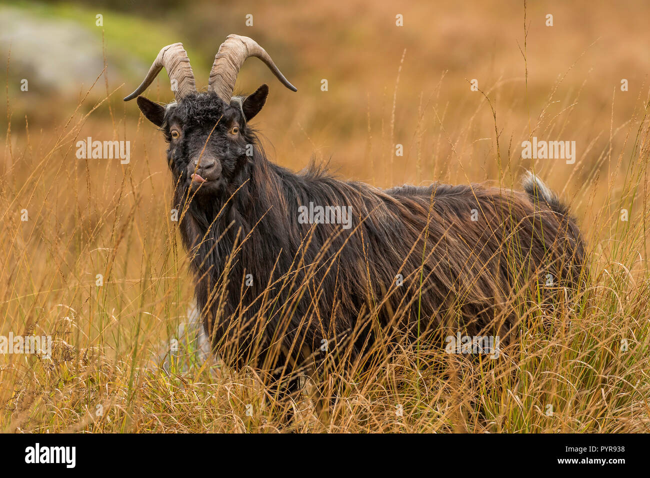 Galloway forest park and goat hi-res stock photography and images - Alamy