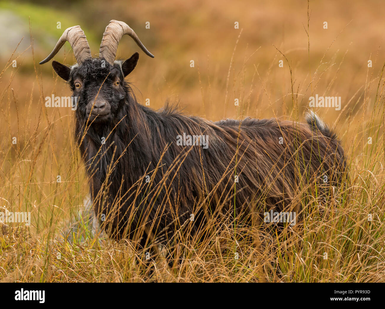 Galloway forest park and goat hi-res stock photography and images - Alamy