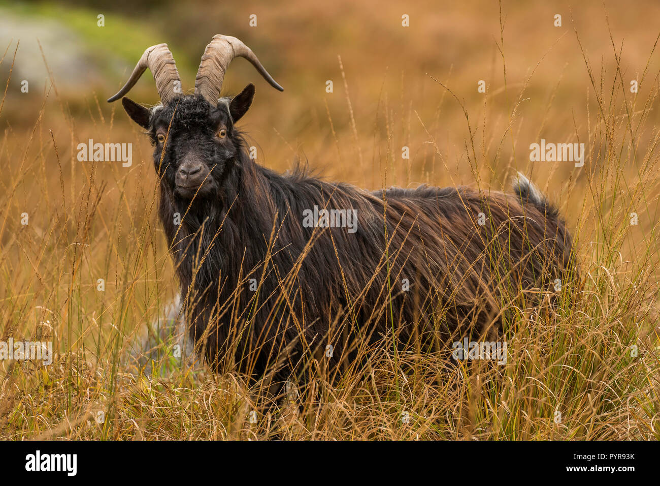 Galloway forest park and goat hi-res stock photography and images - Alamy