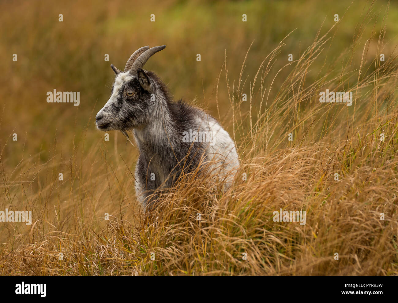 Galloway forest park and goat hi-res stock photography and images - Alamy