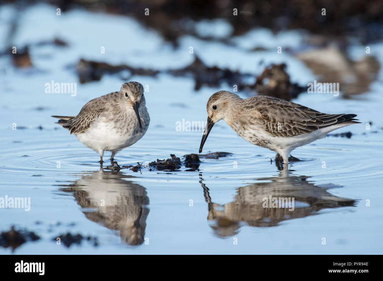 Dunlin feeding hi-res stock photography and images - Alamy