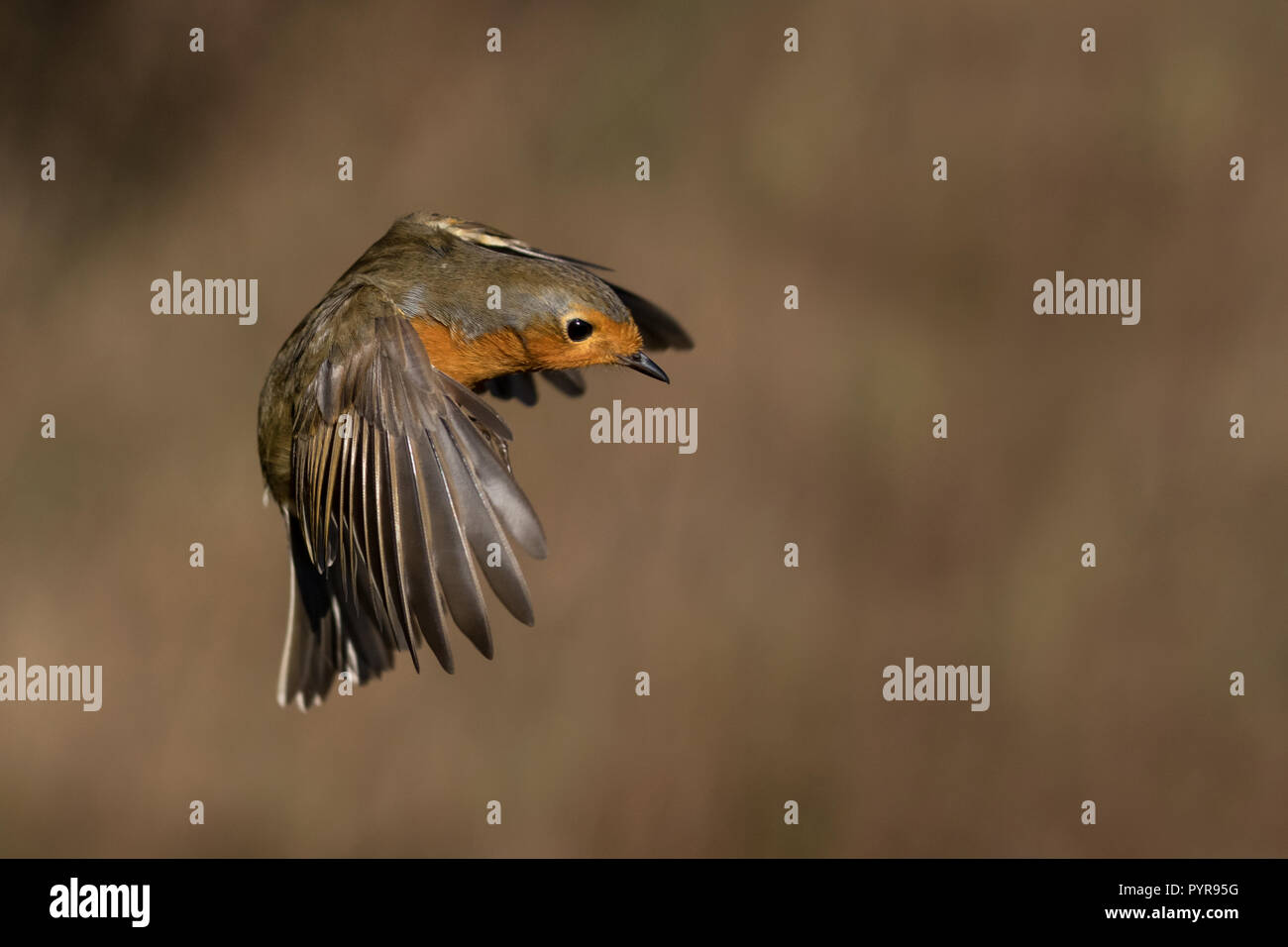 Robin in flight Stock Photo - Alamy