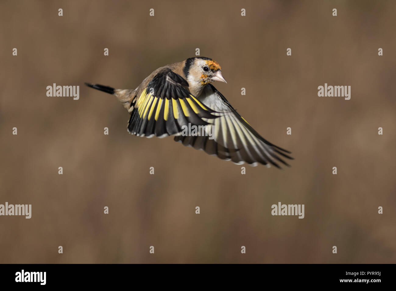 Goldfinch in flight hi-res stock photography and images - Alamy