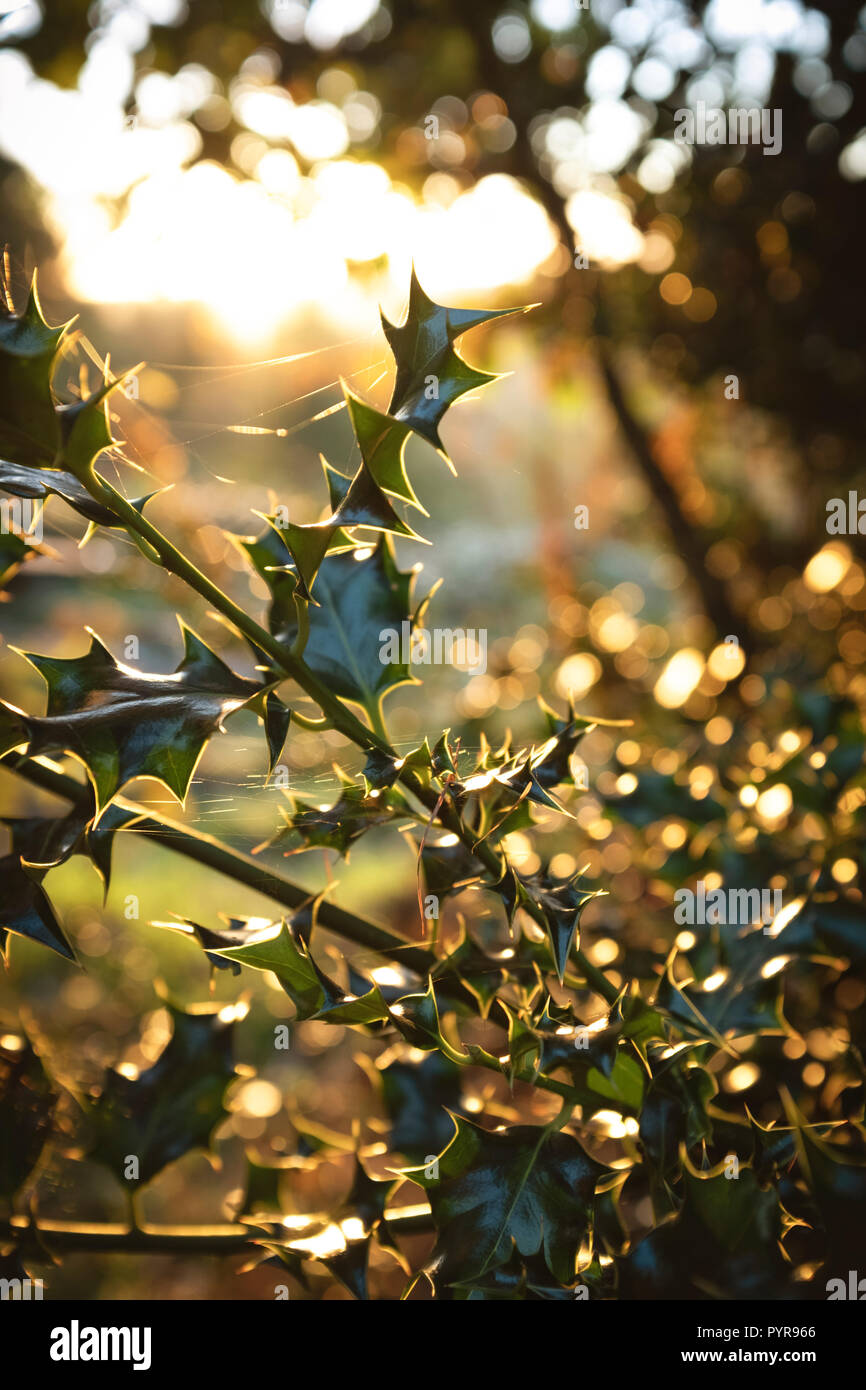 Holly leaves hi-res stock photography and images - Alamy