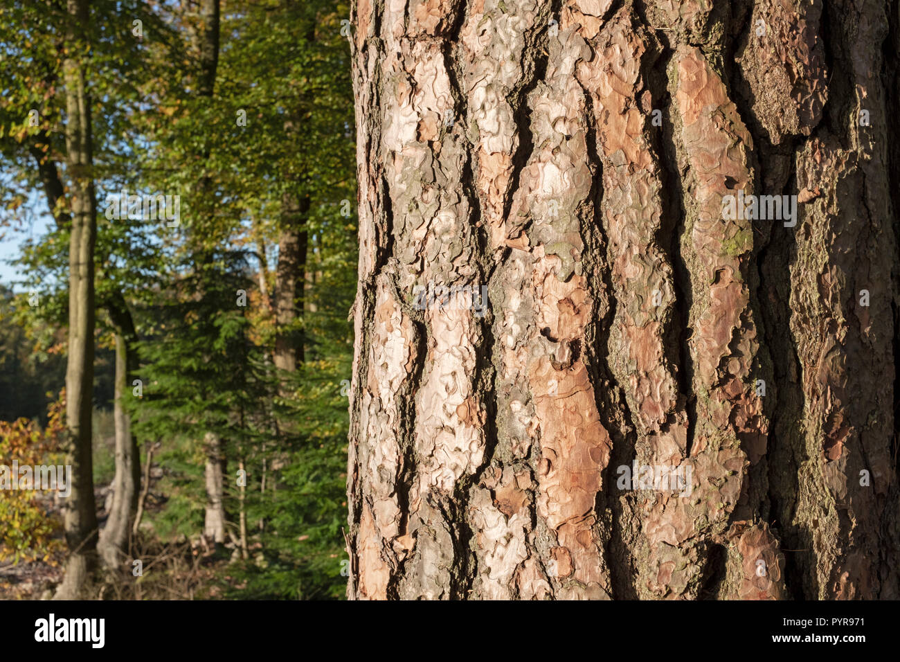 Pine tree bark hi-res stock photography and images - Alamy