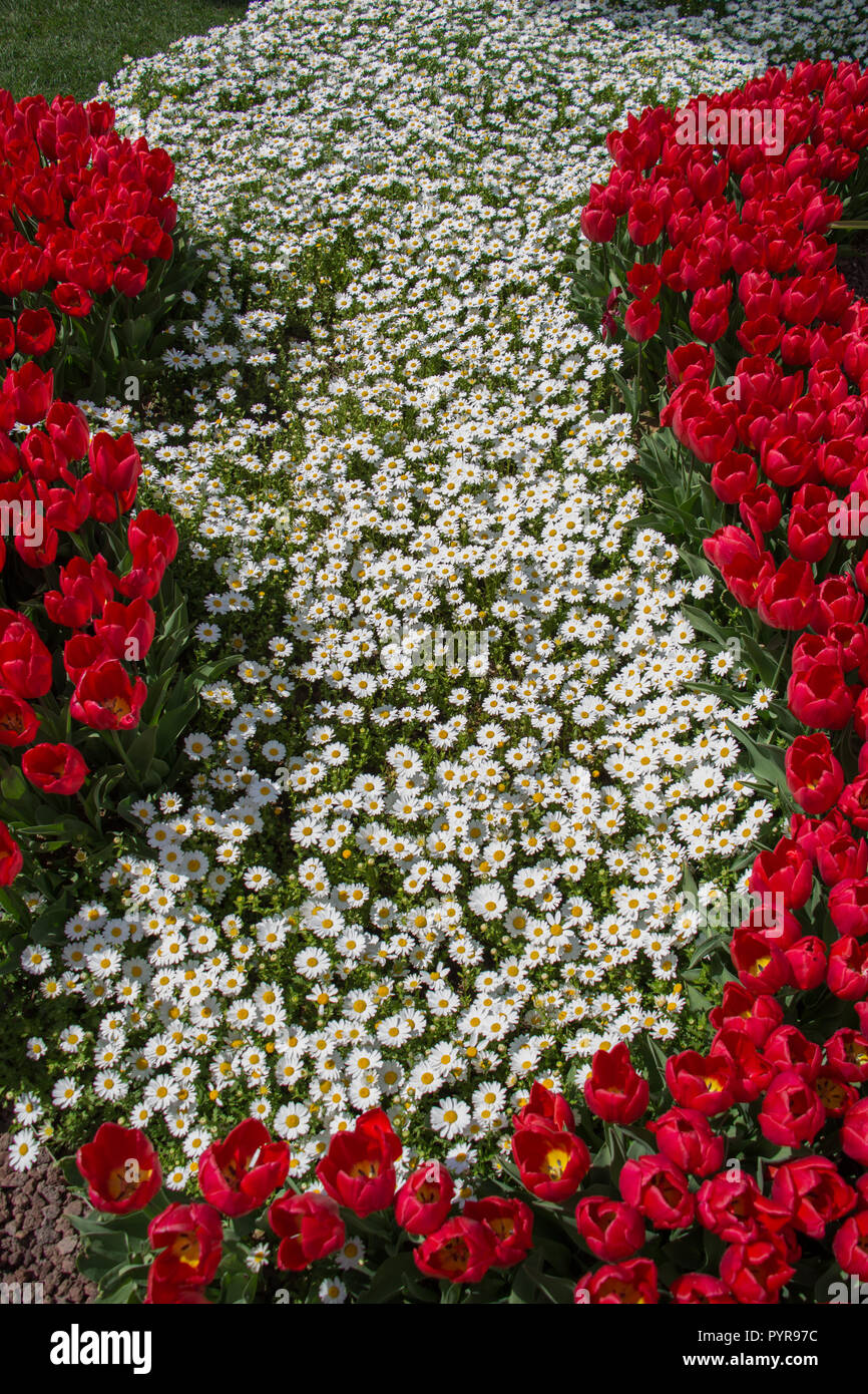 Red color Tulips Bloom in Spring in garden Stock Photo - Alamy