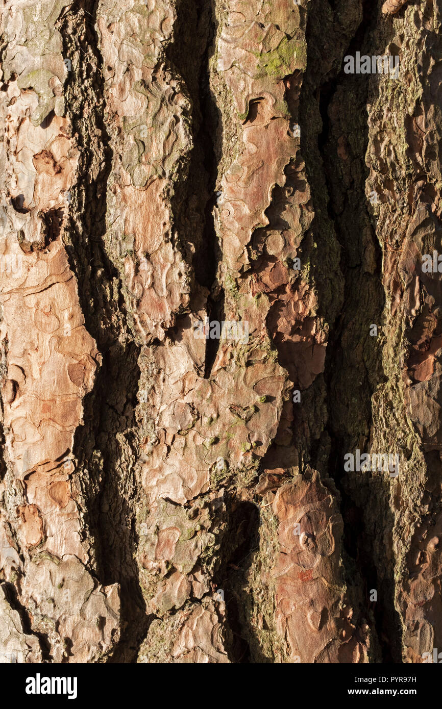 Pine Tree Bark Stock Photos & Pine Tree Bark Stock Images - Alamy