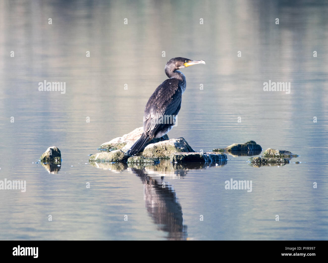 Species cormorant hi-res stock photography and images - Alamy