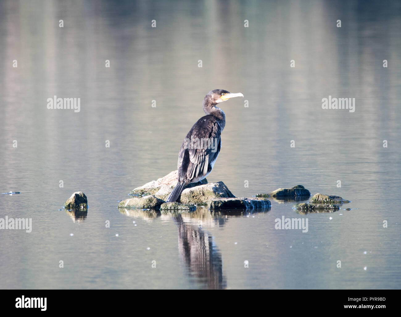 Species cormorant hi-res stock photography and images - Alamy