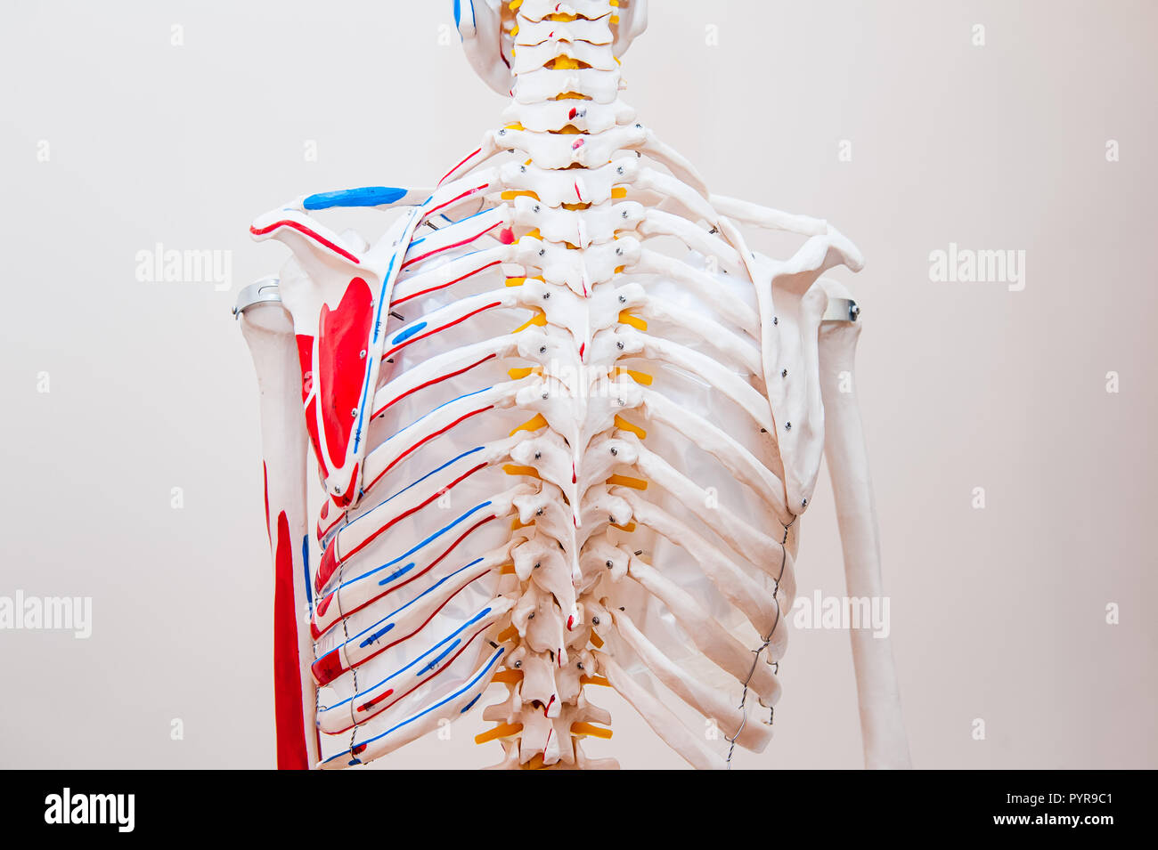 Close up behind view human skeleton thorax anatomical model. Medical ...