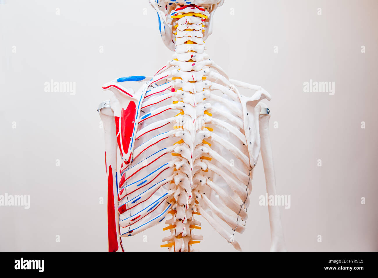 Close up behind view human skeleton thorax anatomical model. Medical ...