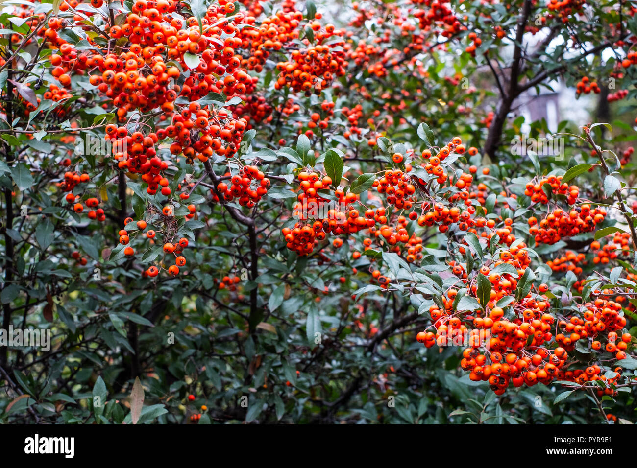 red berries of pyracantha coccinea Stock Photo - Alamy