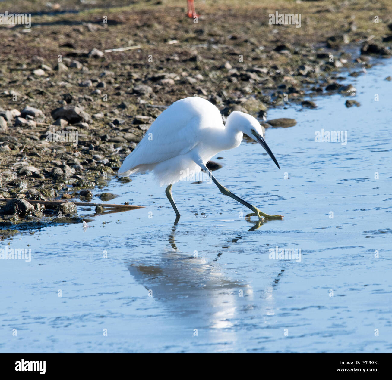 White egret species hi-res stock photography and images - Alamy