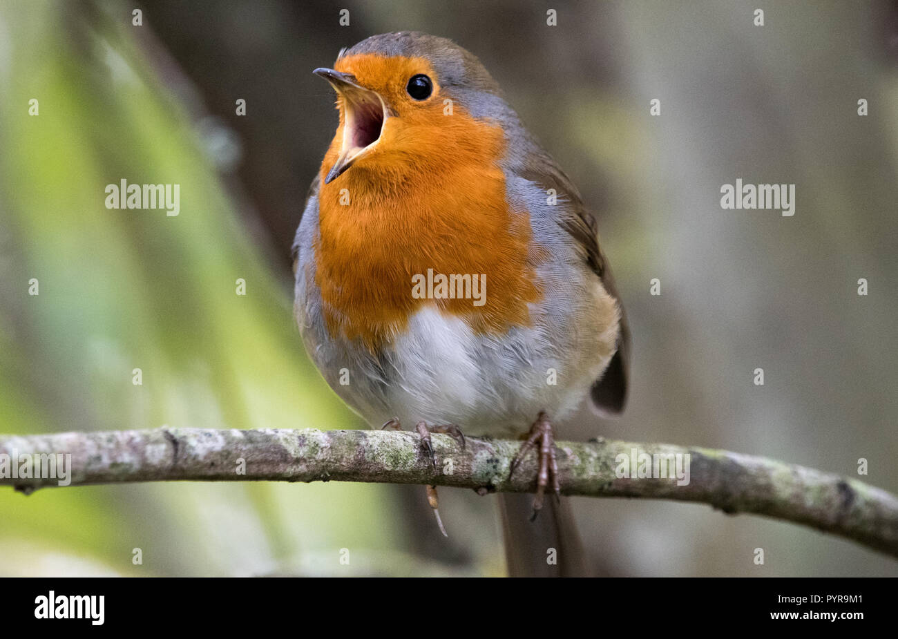 Singing robin hi-res stock photography and images - Alamy