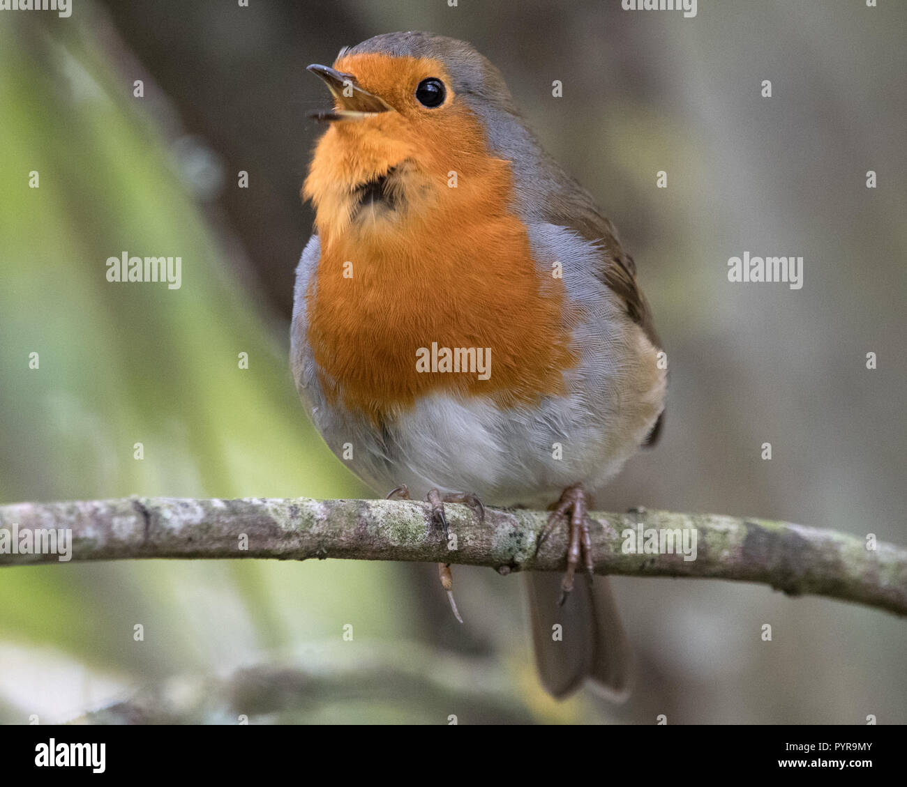 Singing robin hi-res stock photography and images - Alamy