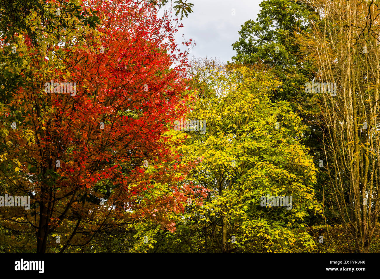 Autumn tree colours at Beale Arboretum, Hertfordshire, UK Stock Photo ...