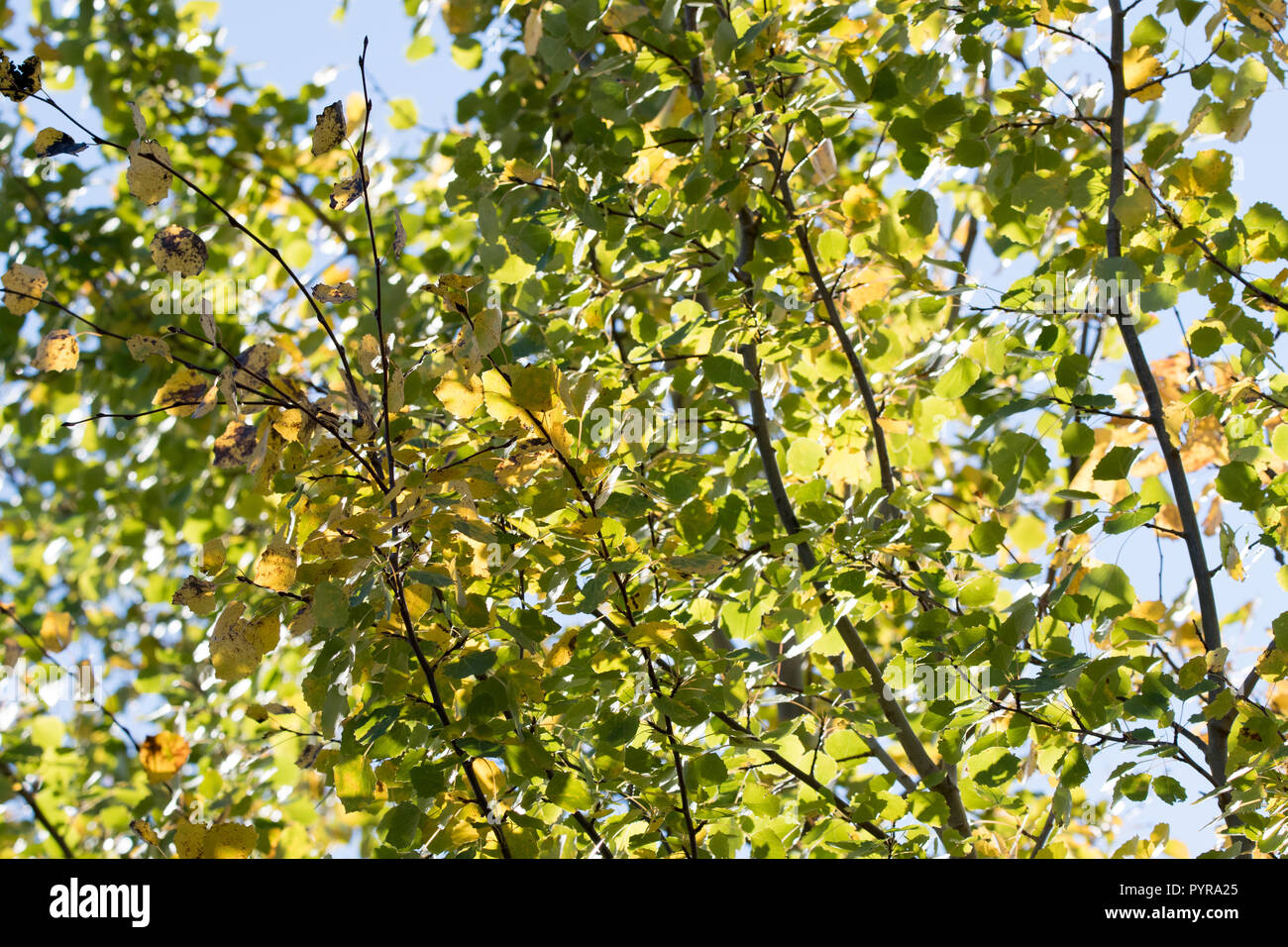 Natural world of colour hi-res stock photography and images - Alamy