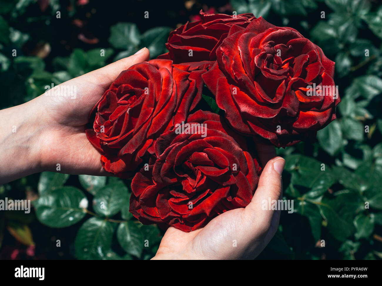 Hand holding a colorful Rose Flower Stock Photo - Alamy