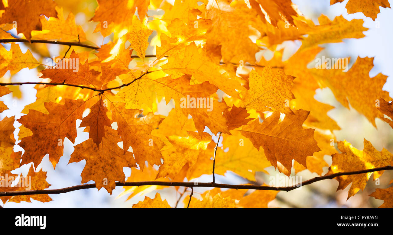 Golden Northern Red Oak Tree High Resolution Stock Photography and ...