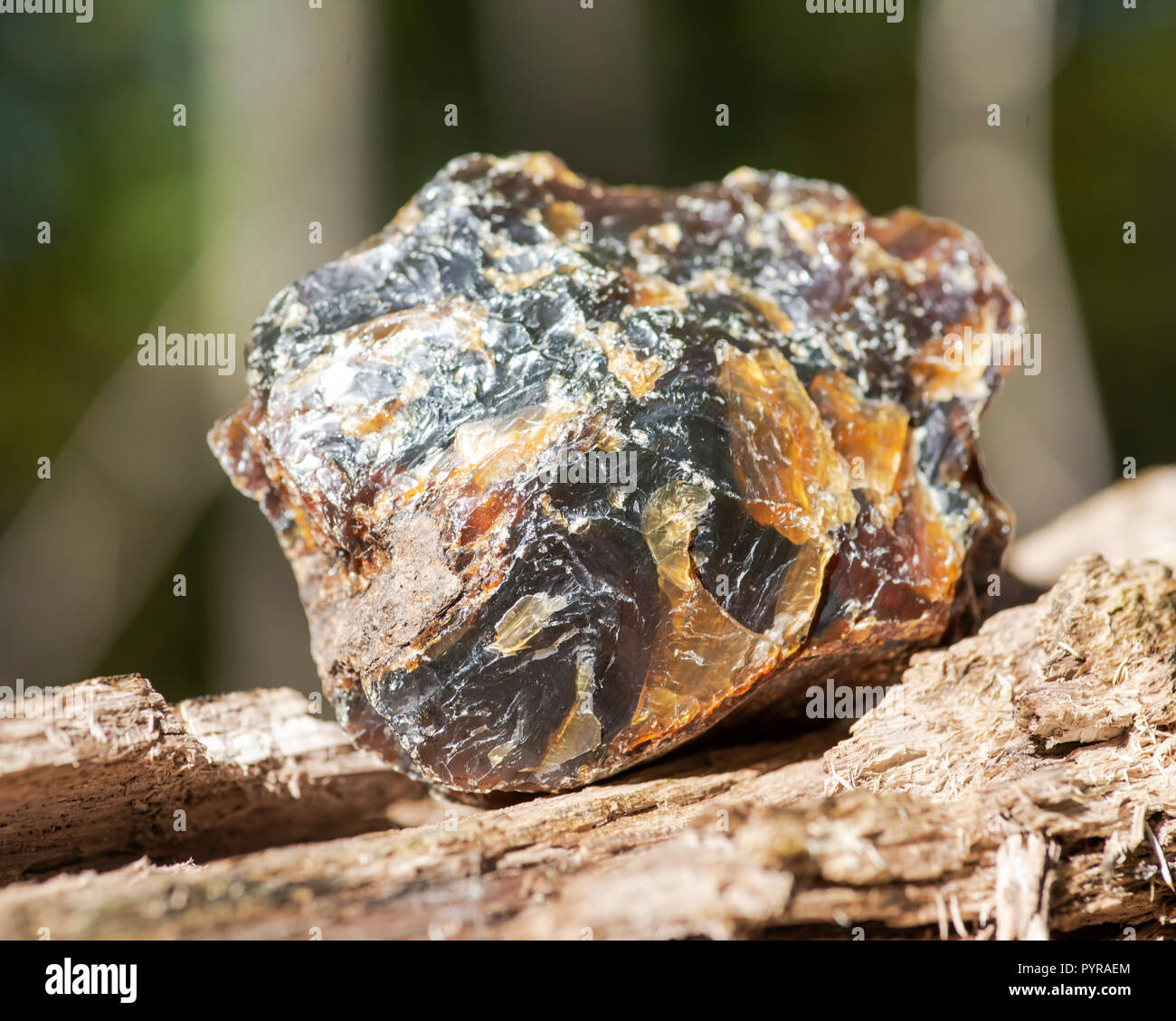 Amber from ancient forest tree sap hi-res stock photography and images ...
