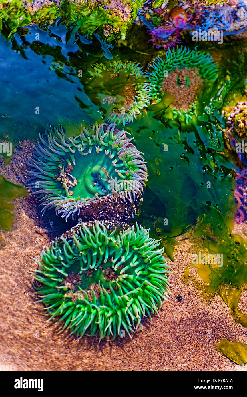 Sand anemone hi-res stock photography and images - Alamy