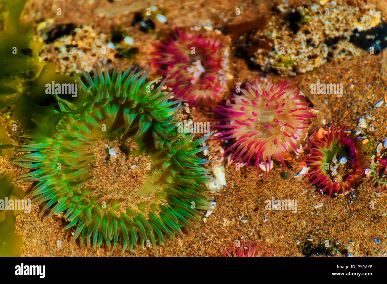 Sand anemone hi-res stock photography and images - Alamy