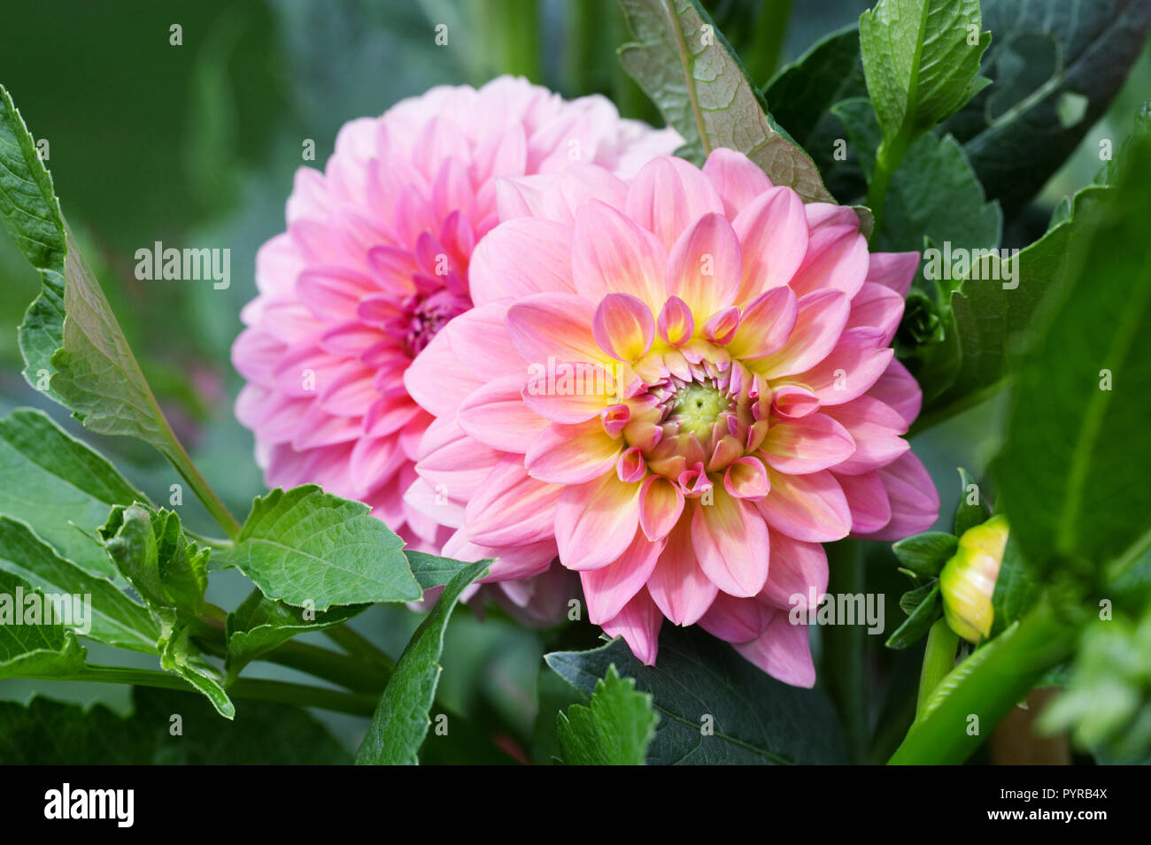 Dahlia 'Pink Runner' flower Stock Photo - Alamy