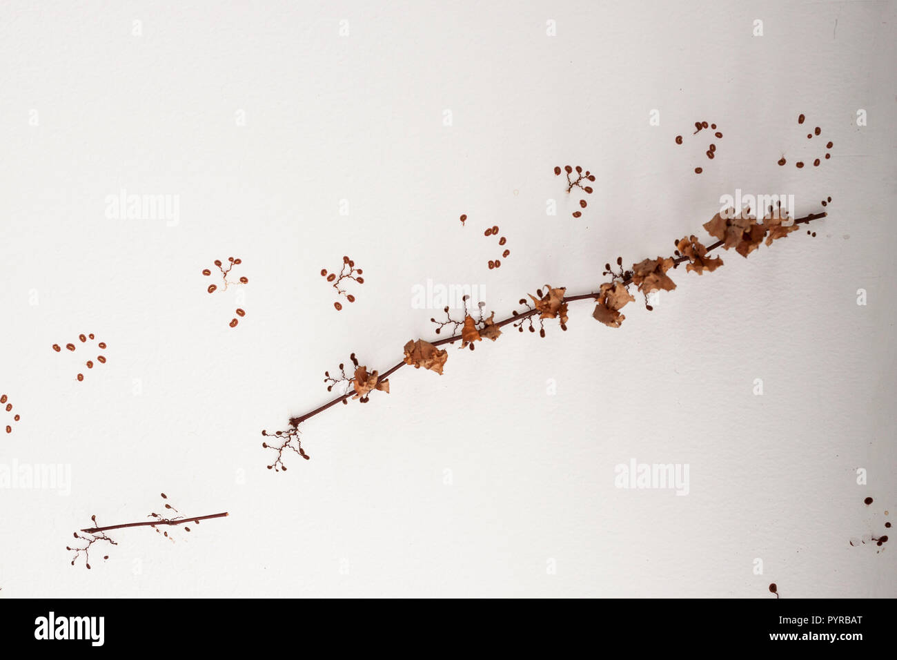Full frame shot of ivy growing on wall. Plovdiv, Bulgaria Stock Photo ...