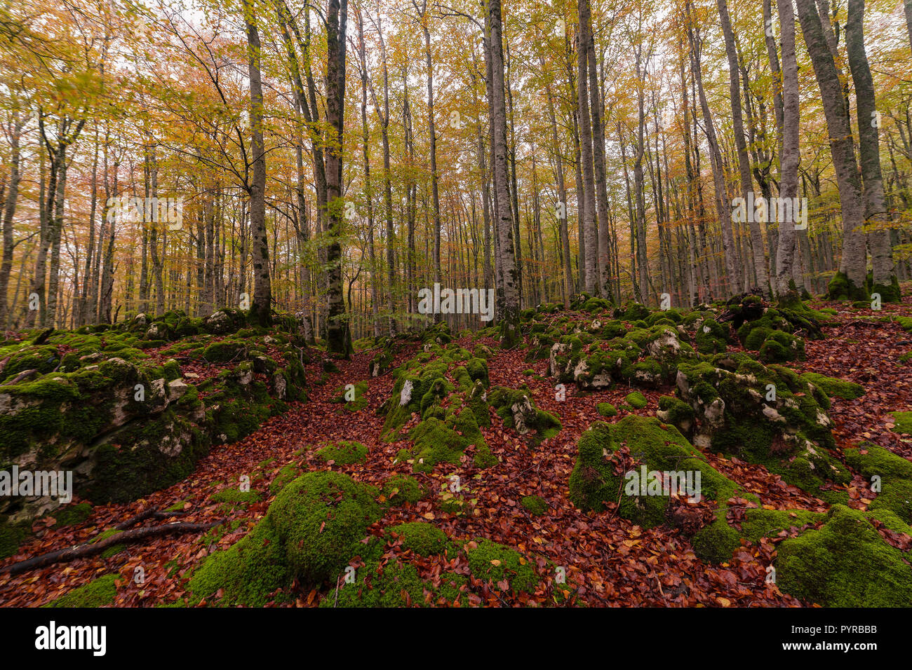 Urbasa beech forest in autumn in Navarra, Spain Stock Photo - Alamy