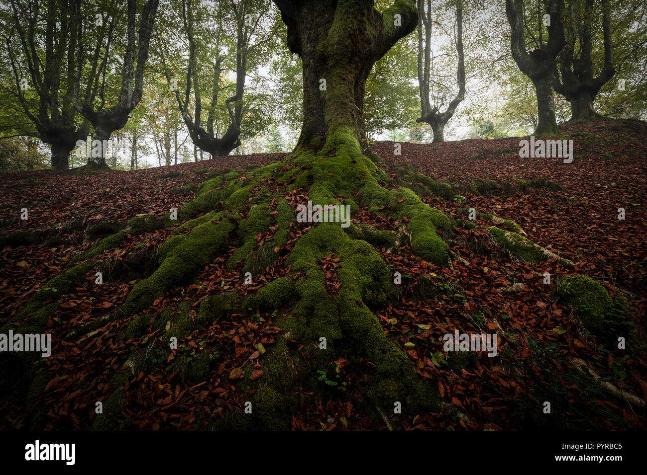 Beech tree roots in Gorbea natural park Stock Photo - Alamy