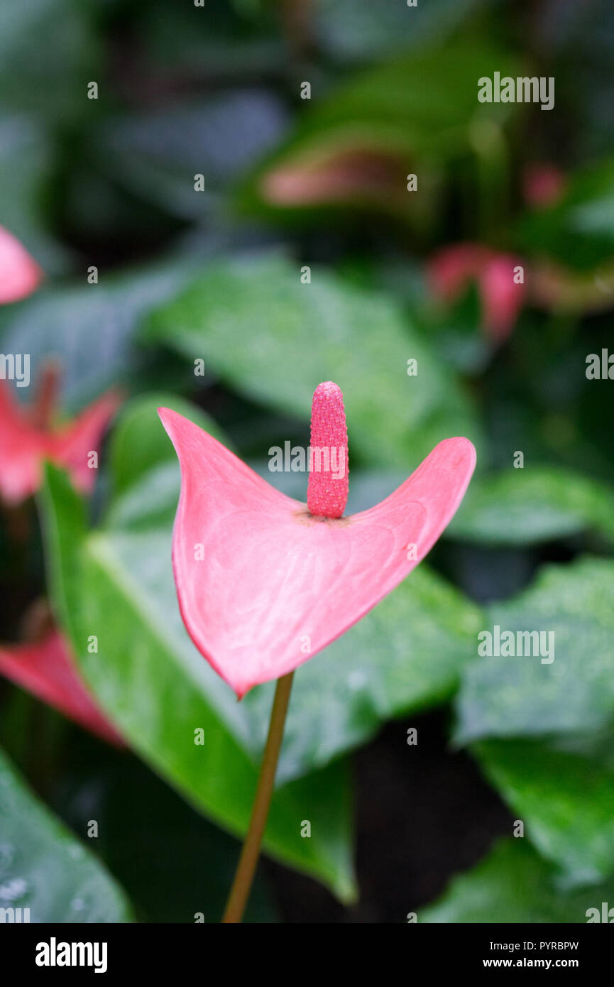 Anthuriums flower hi-res stock photography and images - Alamy
