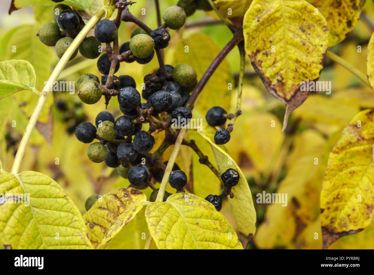 Phellodendron sachalinense, Sakhalin Cork Tree Stock Photo - Alamy