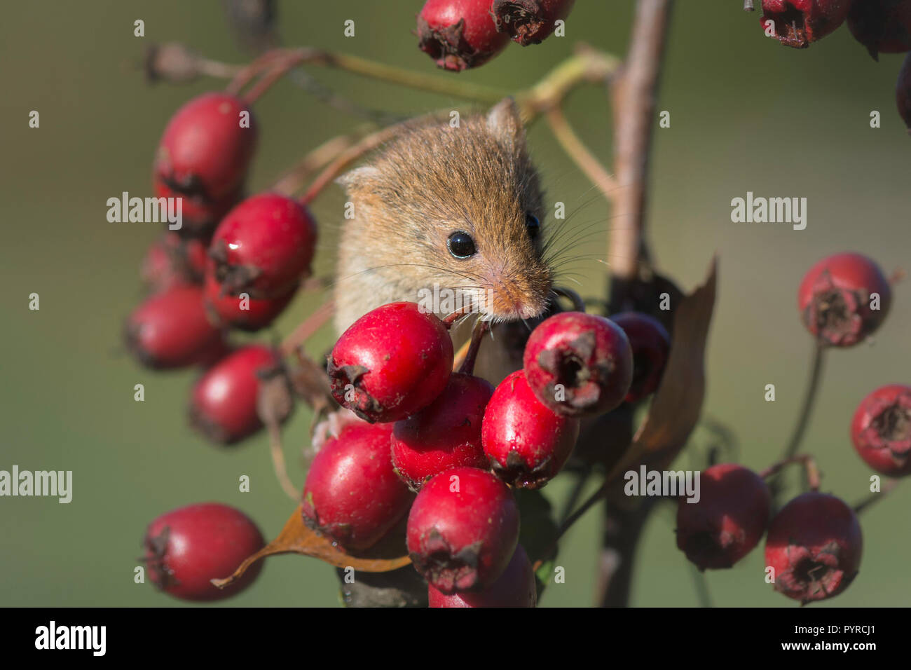 a harvest mouse nibbling some red berries Stock Photo - Alamy