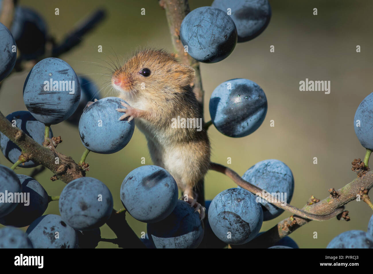 cute harvest mouse grabbing a sloe between its paws Stock Photo - Alamy