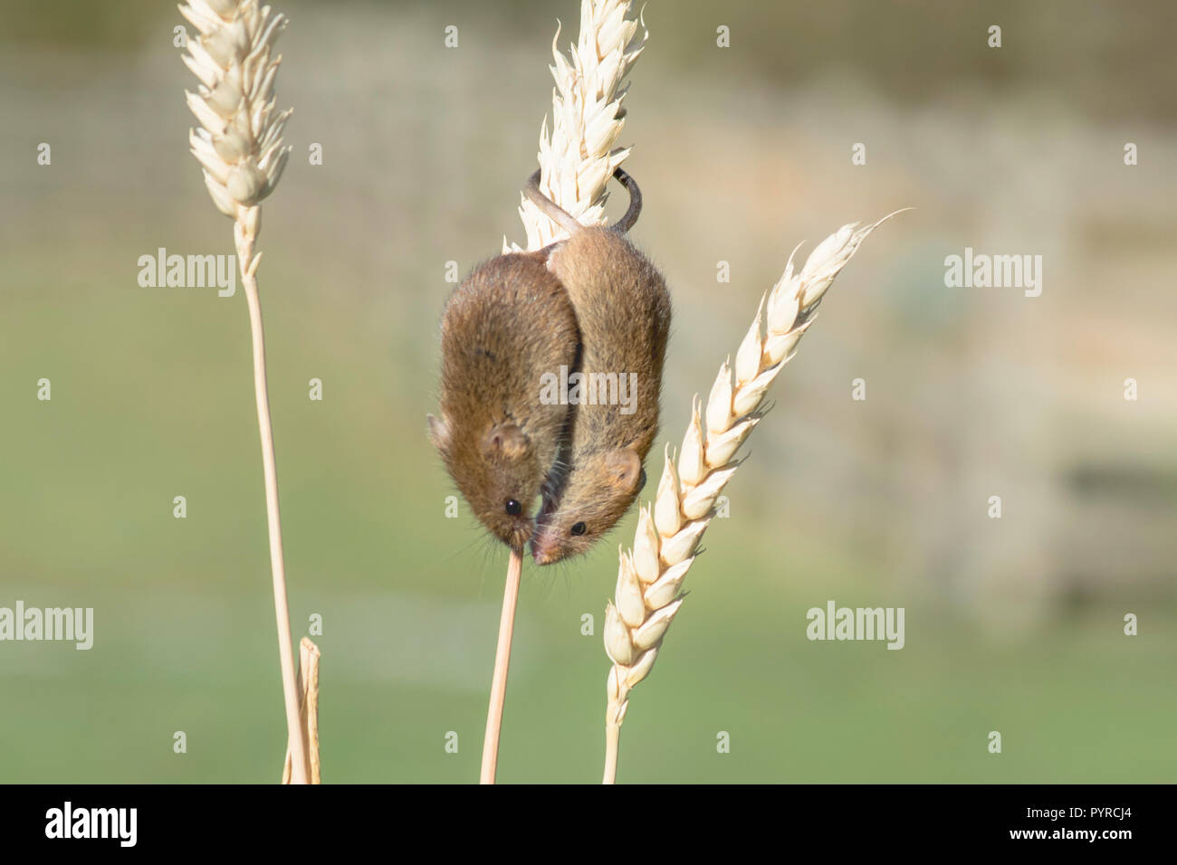 2 harvest mice hi-res stock photography and images - Alamy
