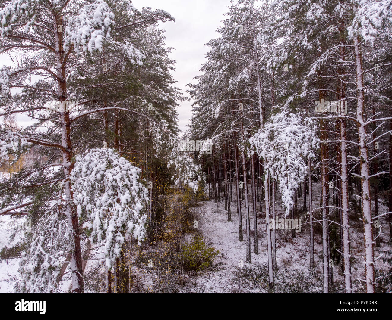 Fresh snow on the ground and in the trees, this first winters day Stock ...