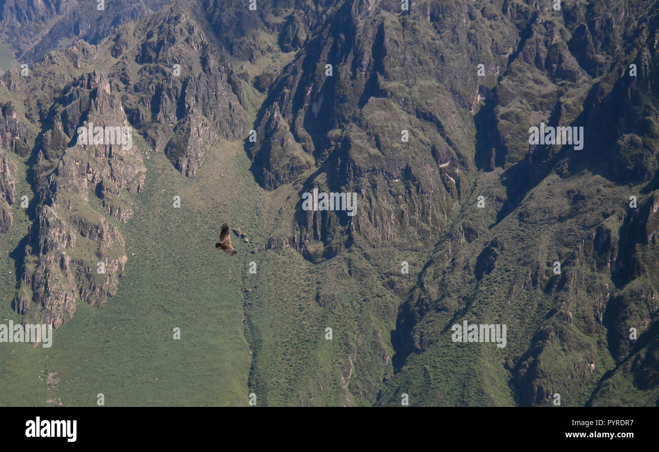 Condor cross hi-res stock photography and images - Alamy