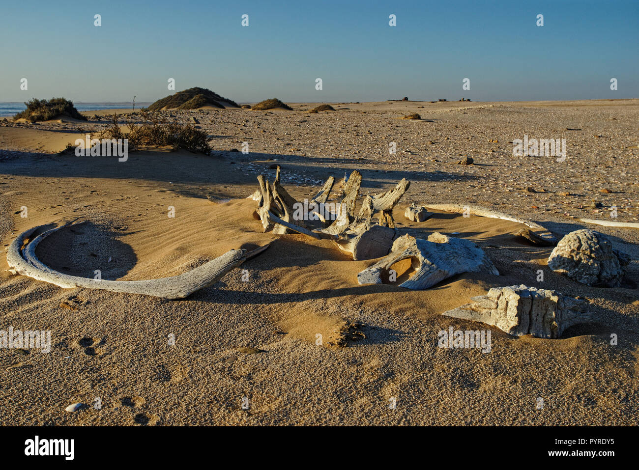 Whale bone africa desert hi-res stock photography and images - Alamy