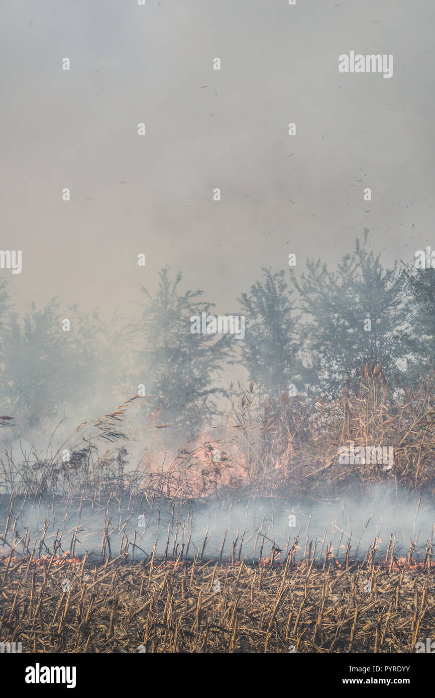 Fire set on corn field.Burning corn field after the harvest Stock Photo ...