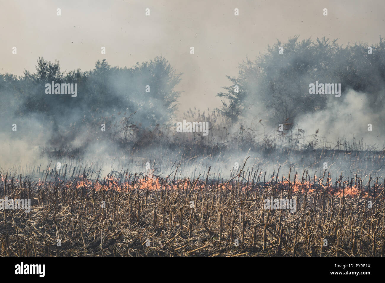 Fire set on corn field.Burning corn field after the harvest Stock Photo ...