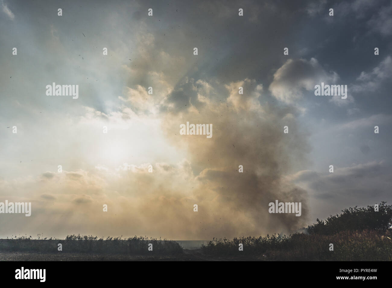 Huge smoke cloud of burning corn field.Burning corn field after the ...