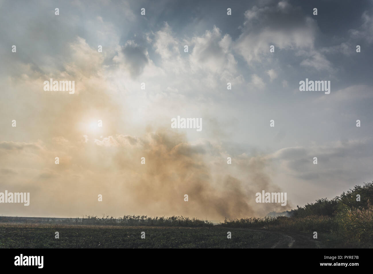 Huge cornfield hi-res stock photography and images - Alamy