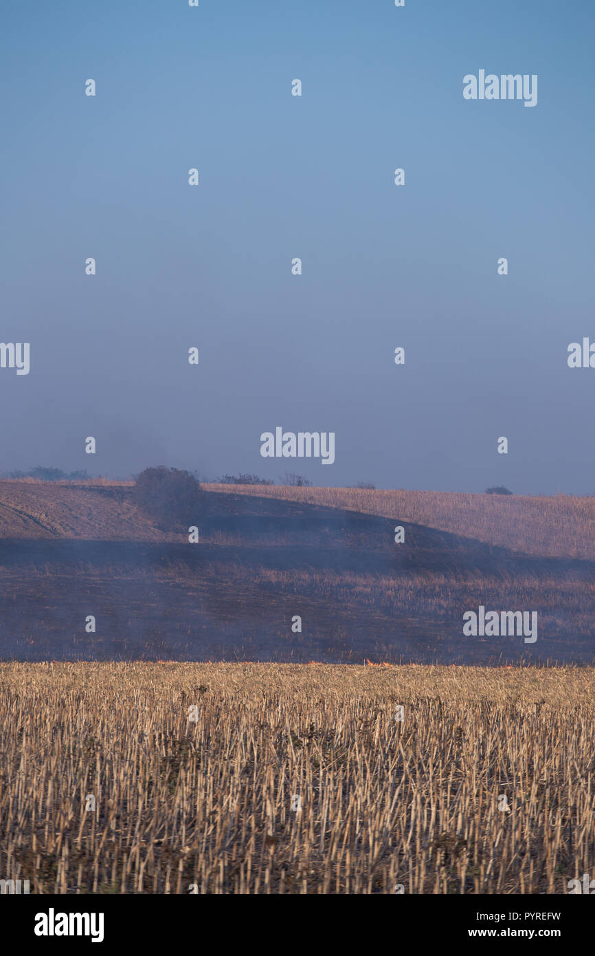 Fire set on corn field.Burning corn field after the harvest Stock Photo ...