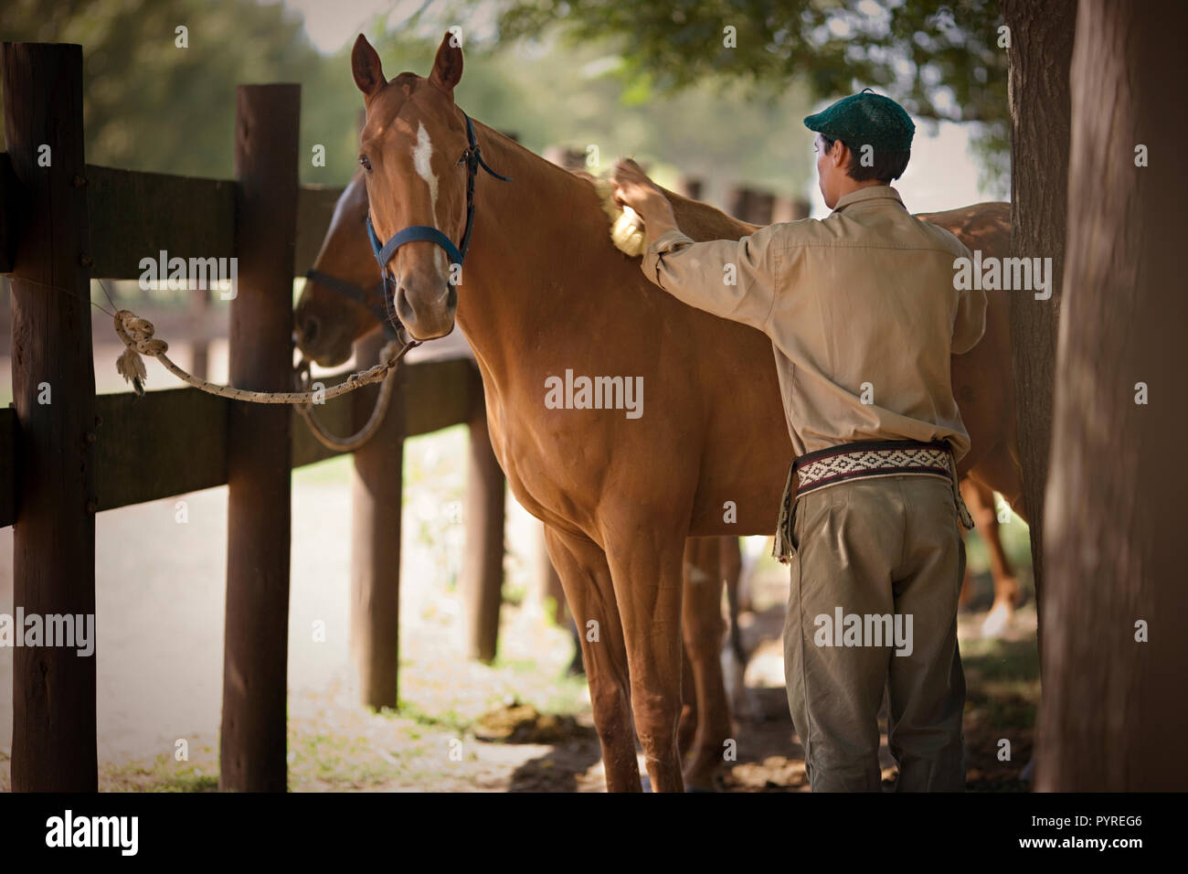 Rear view of a young man cleaning a horse Stock Photo - Alamy