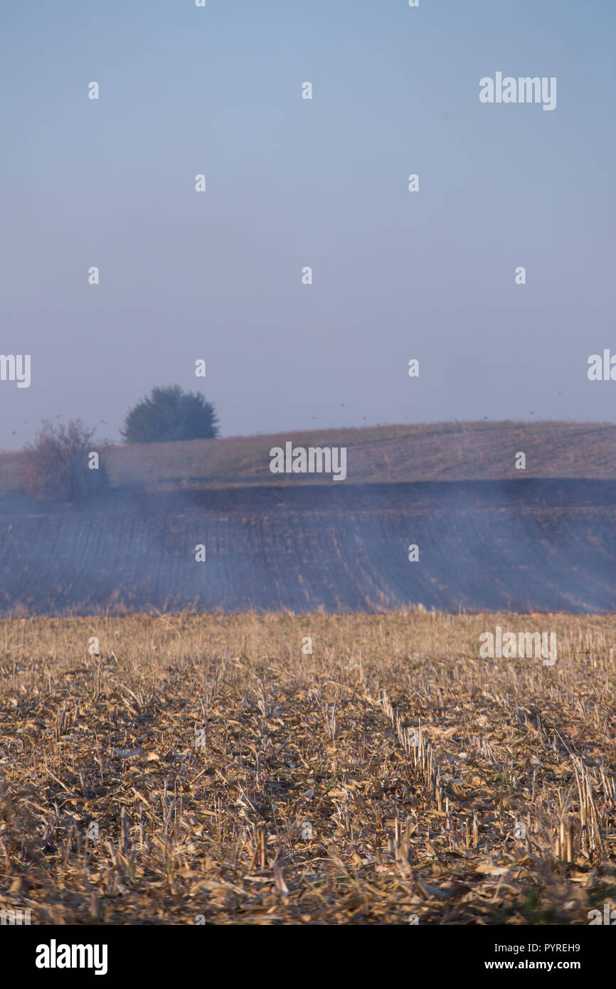 Fire set on corn field.Burning corn field after the harvest Stock Photo ...